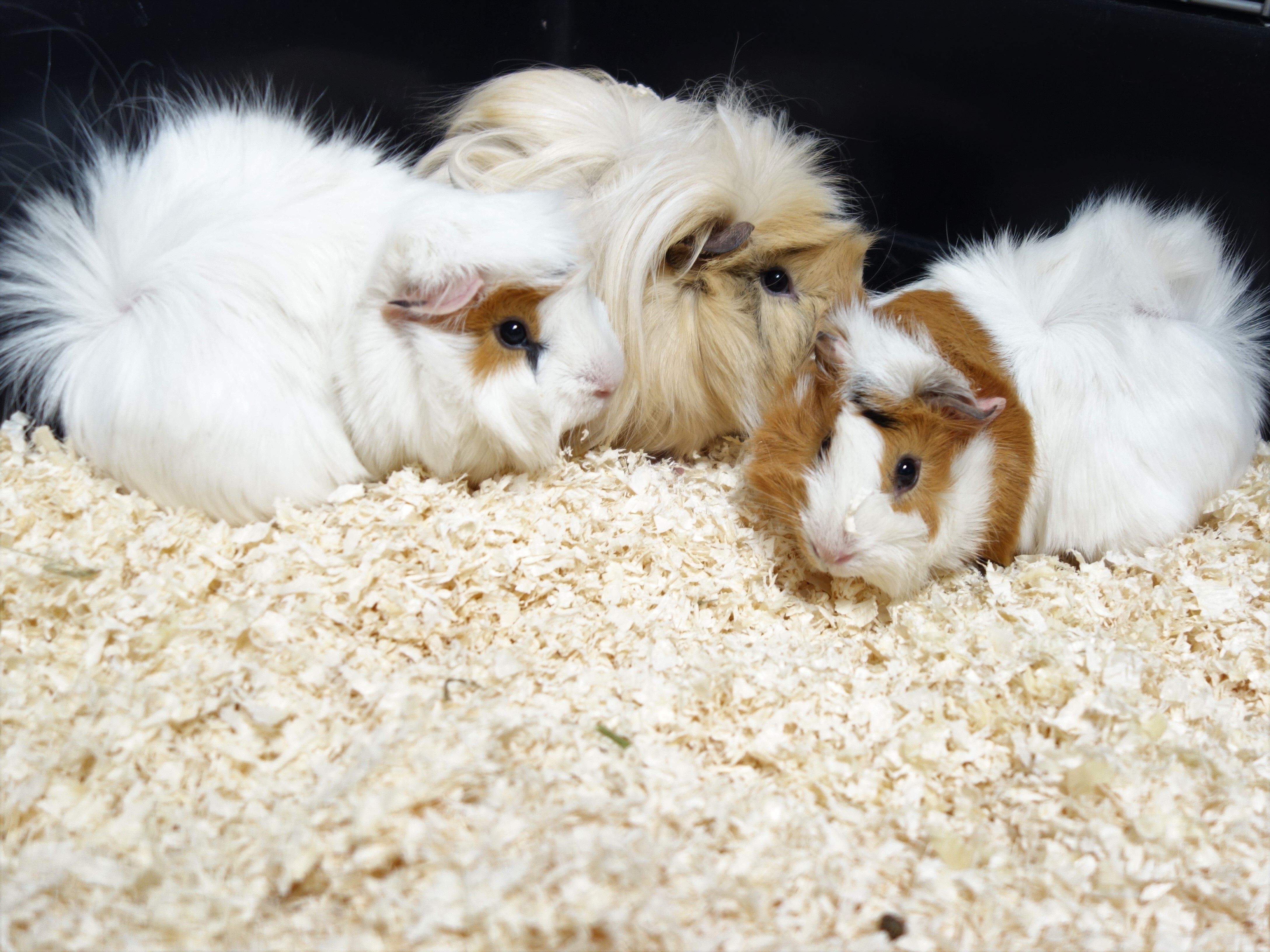 Tierheim Neumarkt i.d.Opf