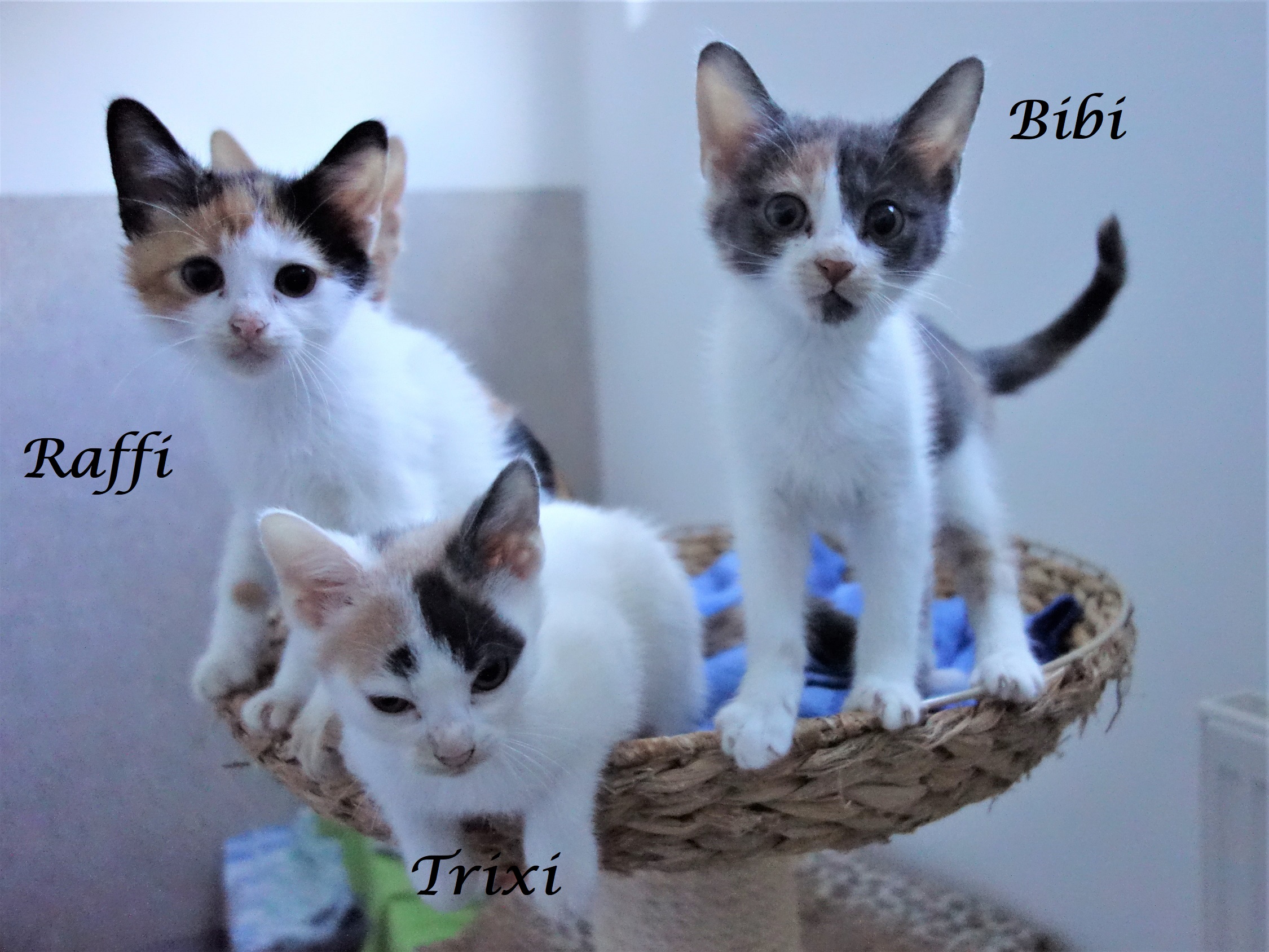 Tierheim Neumarkt i.d.Opf